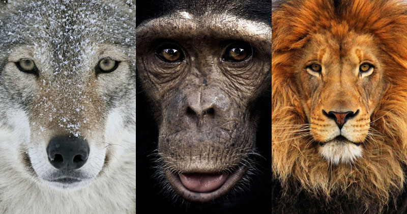 Seeing a Wolf Pack, Lion Pride and Chimp Troop Hunt is Both Impressive ...