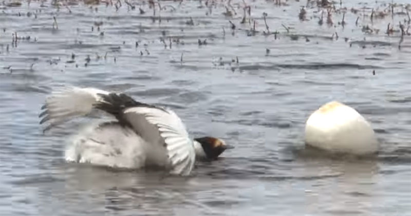 The Mating Dance of the Hooded Grebe was Filmed for the First Time and ...