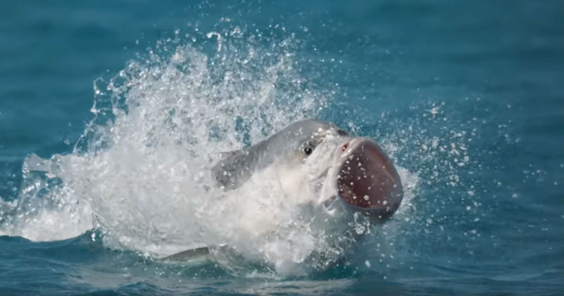 Sunday's Season Premiere of Blue Planet II Features Giant Bird Eating ...