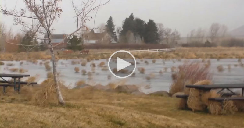 Never Forget the Great Tumbleweed Migration of 2015 » TwistedSifter