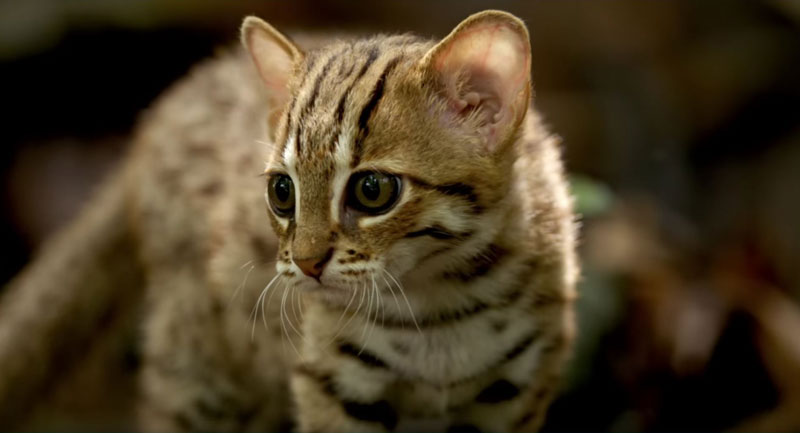 The World’s Smallest Cat is Ridiculously Adorable and there are Photos ...