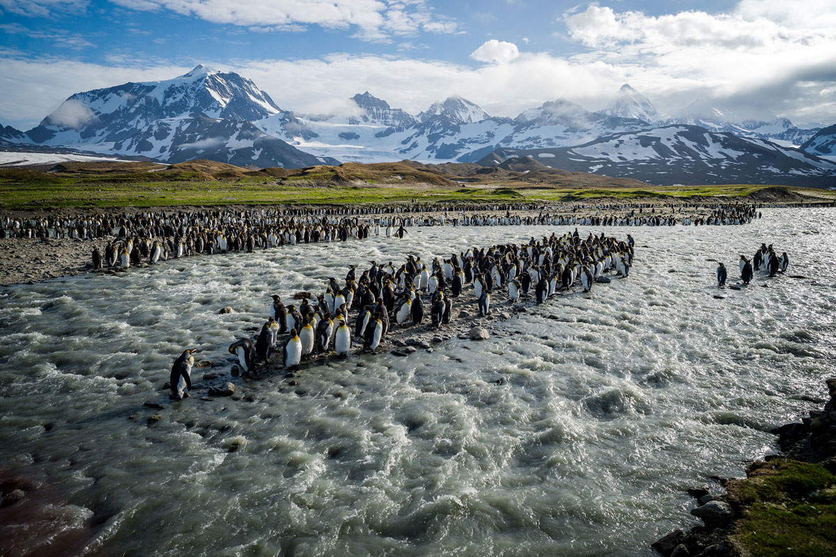 King Penguins on South Georgia Island » TwistedSifter