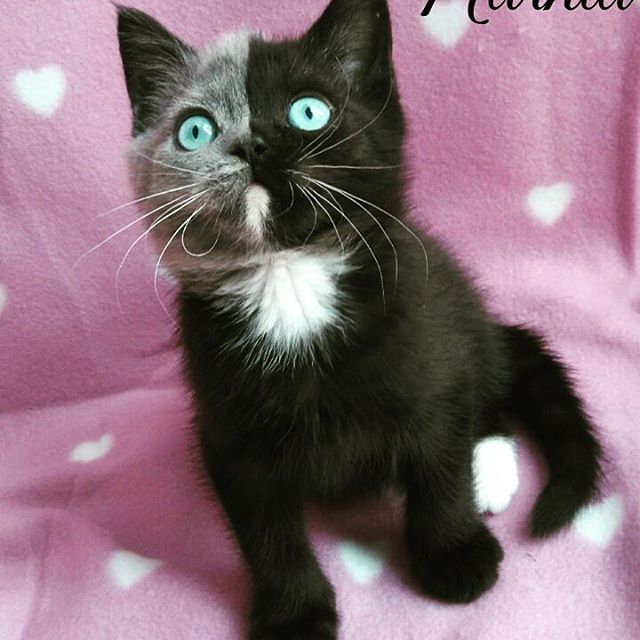 I Can’t Stop Staring at This Two Toned Cat With Blue Eyes (15 Pics ...