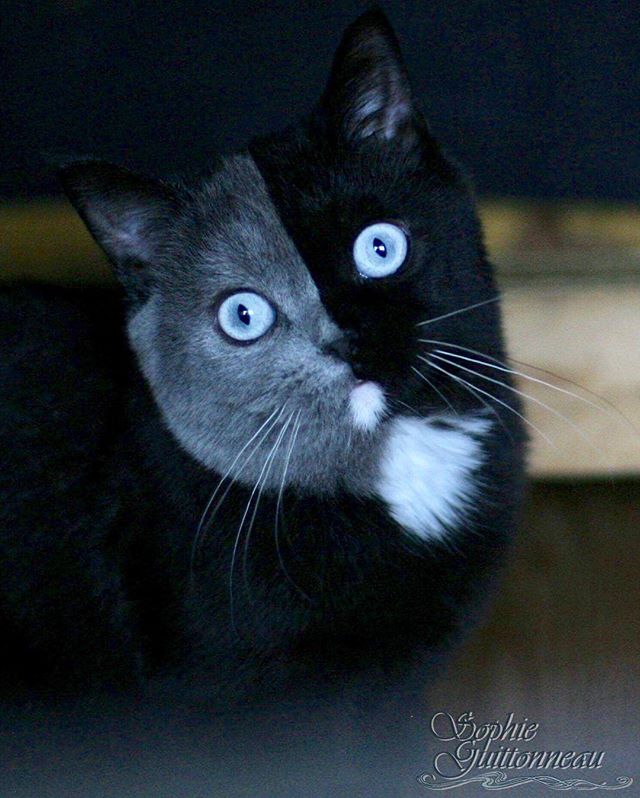 I Can't Stop Staring at This Two Toned Cat With Blue Eyes (15 Pics ...