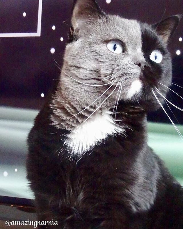 I Can’t Stop Staring at This Two Toned Cat With Blue Eyes (15 Pics ...