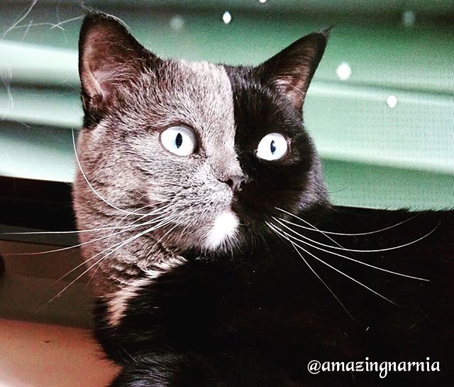 I Can’t Stop Staring at This Two Toned Cat With Blue Eyes (15 Pics ...