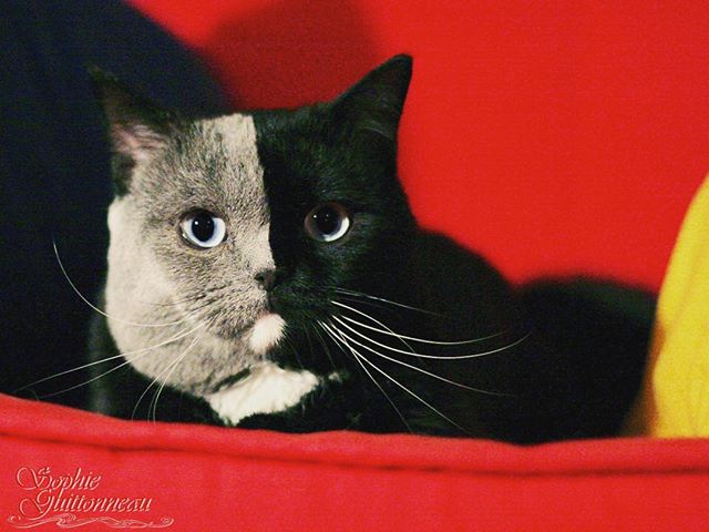 I Can’t Stop Staring at This Two Toned Cat With Blue Eyes (15 Pics ...