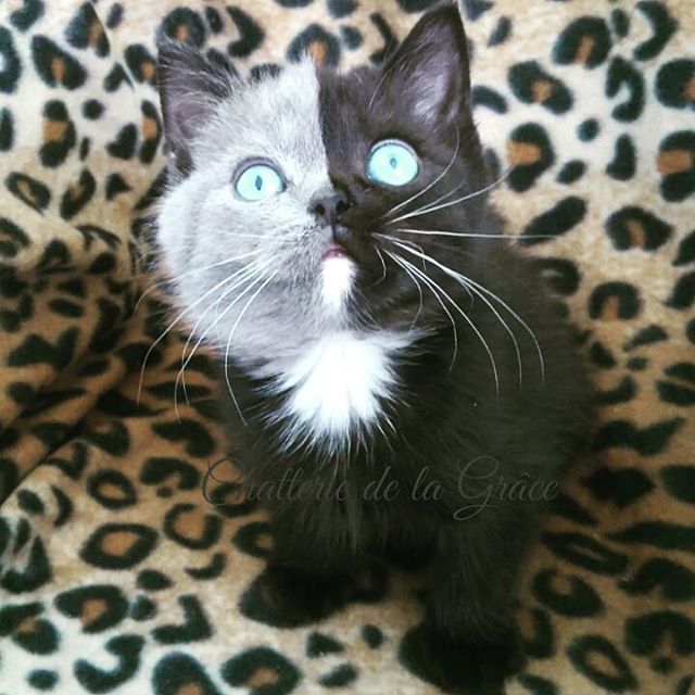 I Can’t Stop Staring at This Two Toned Cat With Blue Eyes (15 Pics ...