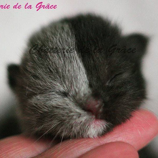 I Can’t Stop Staring at This Two Toned Cat With Blue Eyes (15 Pics ...