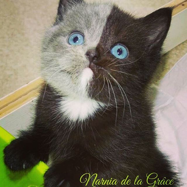 I Can’t Stop Staring at This Two Toned Cat With Blue Eyes (15 Pics ...