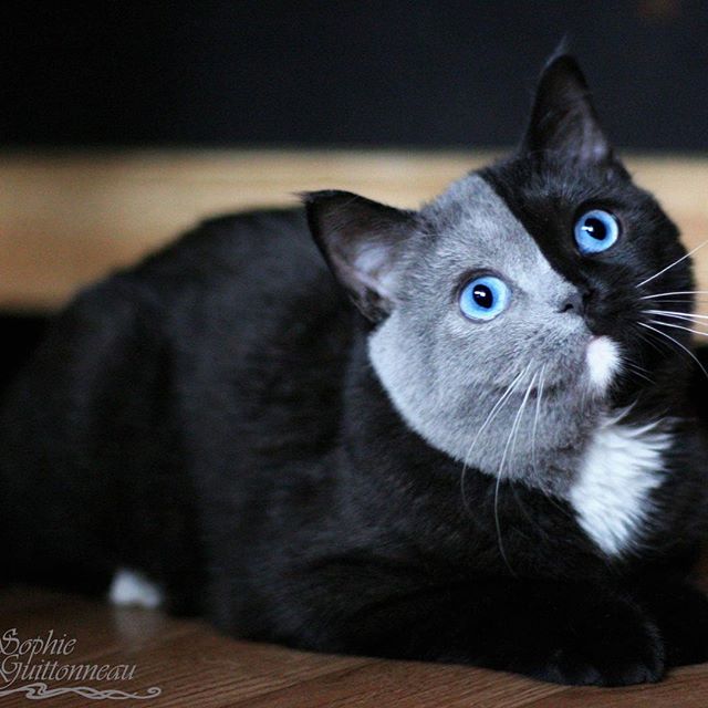 I Can't Stop Staring at This Two Toned Cat With Blue Eyes (15 Pics ...