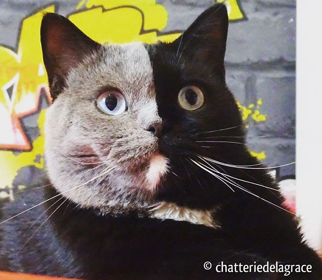I Can't Stop Staring at This Two Toned Cat With Blue Eyes (15 Pics ...