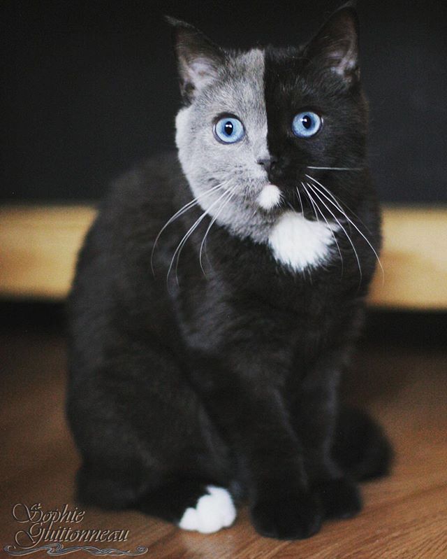 I Can't Stop Staring at This Two Toned Cat With Blue Eyes (15 Pics ...