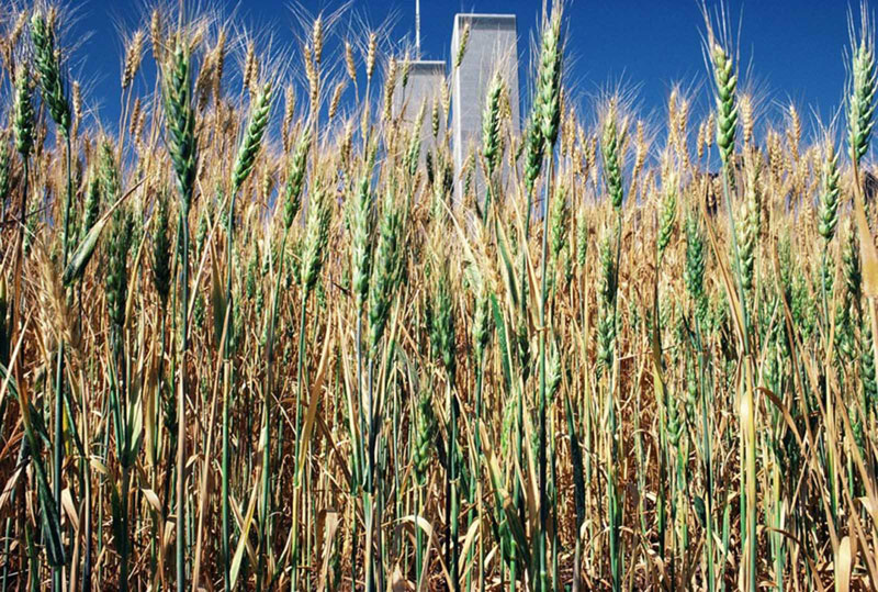 In 1982, An Artist Harvested Two Acres of Wheat on Land Worth $4.5 ...