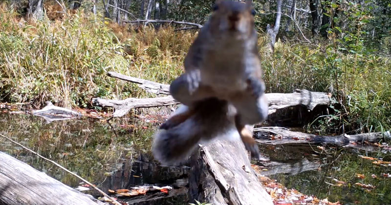 A Video Collage of All the Critters That Have Visited ‘The Log ...