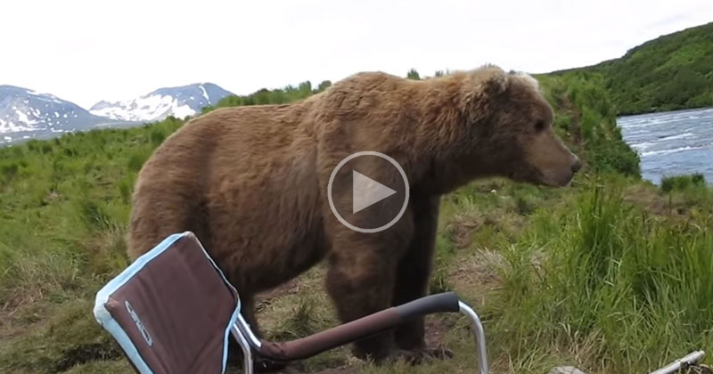 Chill Bear Casually Sits Next To Guy Beside River » TwistedSifter