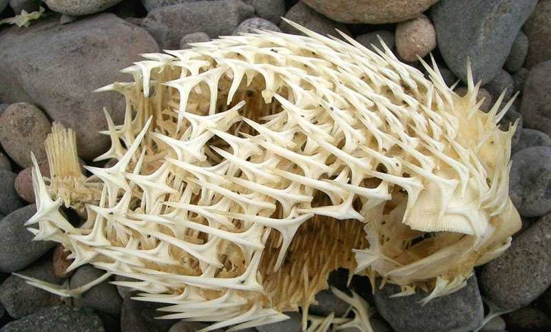 In Case You’ve Never Seen a Porcupinefish’s Skeleton Before » TwistedSifter