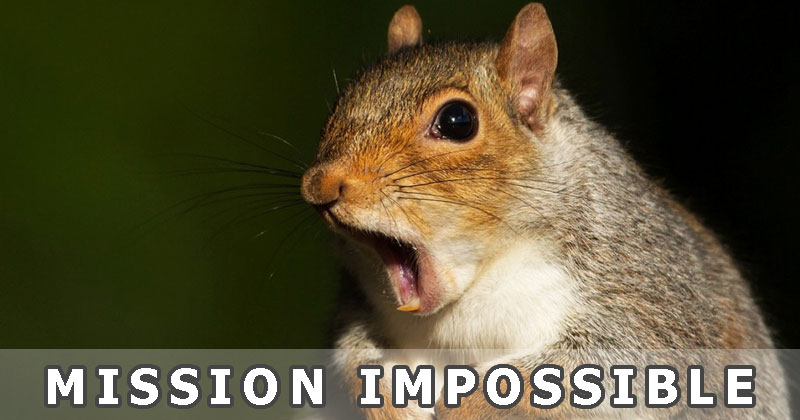 Guy Turns Squirrel Into Ninja Warrior by Slowly Adding Sections to ...