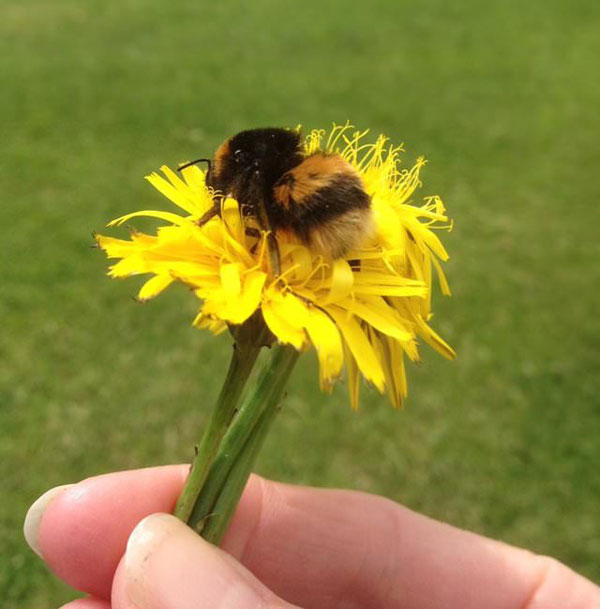 Woman Rescues Wingless Queen Bee; Builds Her a Tiny Garden to Live Out ...
