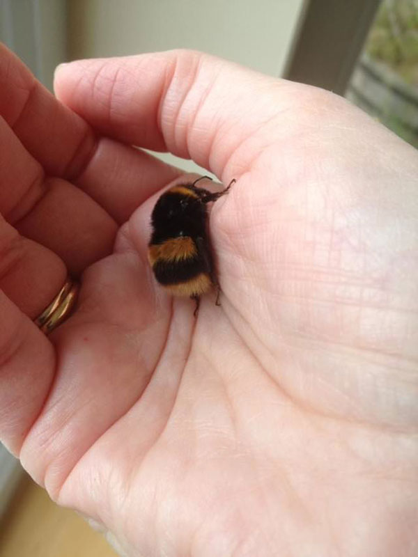 Woman Rescues Wingless Queen Bee; Builds Her a Tiny Garden to Live Out ...