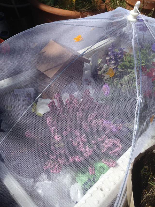 Woman Rescues Wingless Queen Bee; Builds Her a Tiny Garden to Live Out ...
