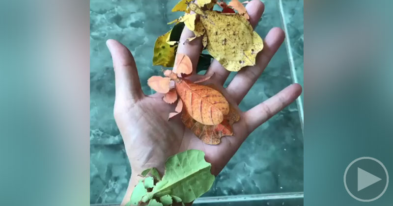 When Someone Says, "Show Me Some Cool Nature S#*t" - TwistedSifter