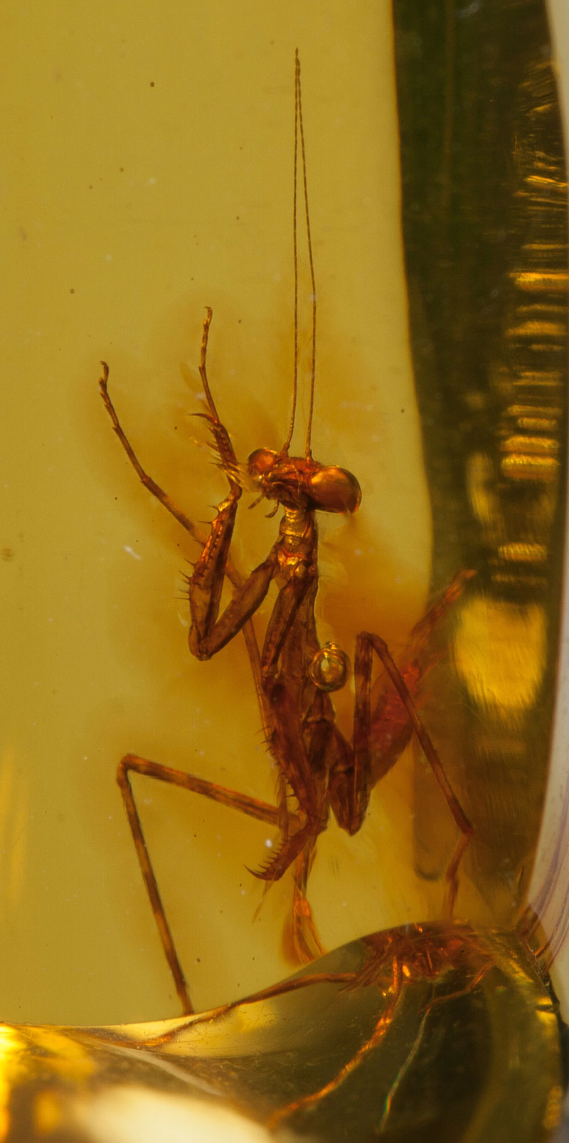 A 12 Million Year Old Praying Mantis Encased in Amber - TwistedSifter