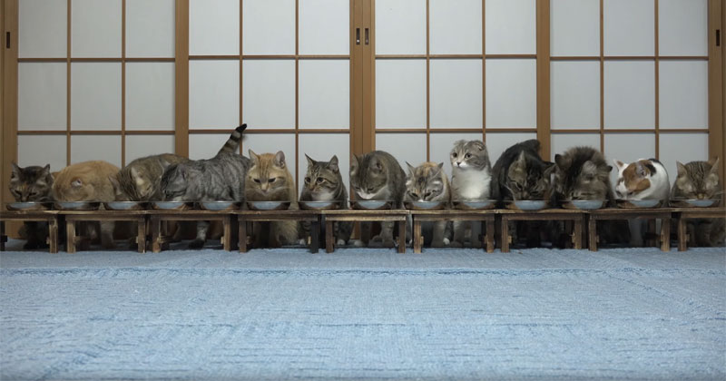 13 Cats Were All Eating in Harmony When Suddenly » TwistedSifter