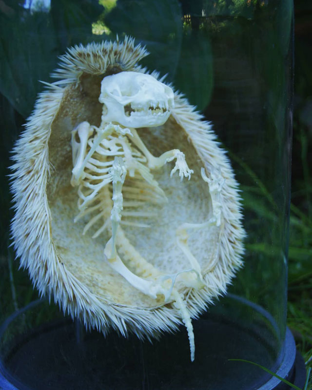 Hedgehog Skeleton is 🔥 - TwistedSifter
