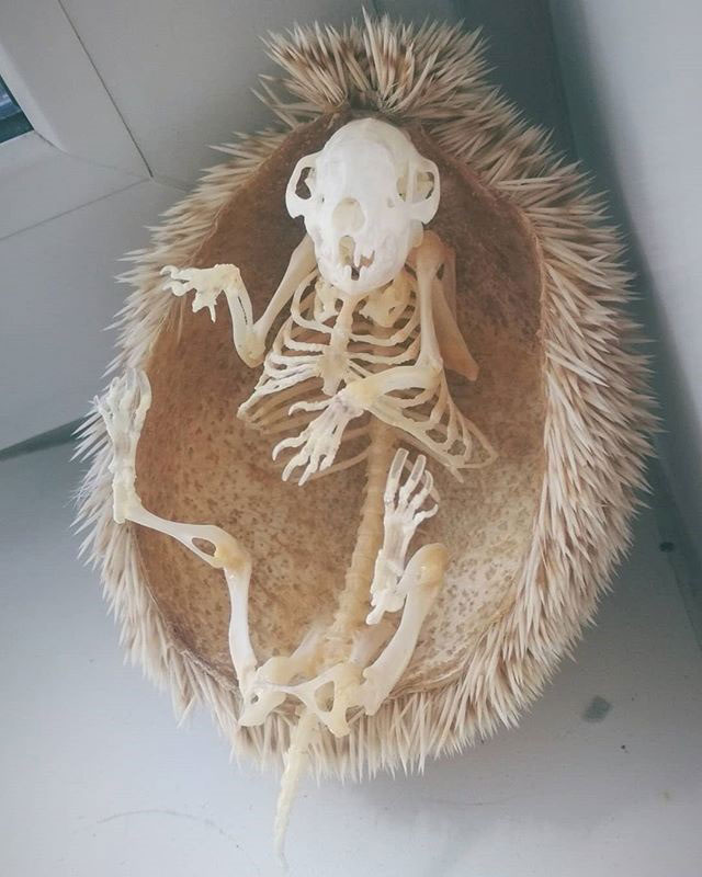 Hedgehog Skeleton is 🔥 » TwistedSifter