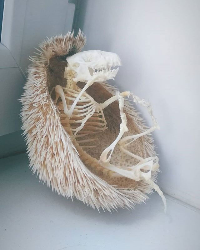 Hedgehog Skeleton is 🔥 - TwistedSifter