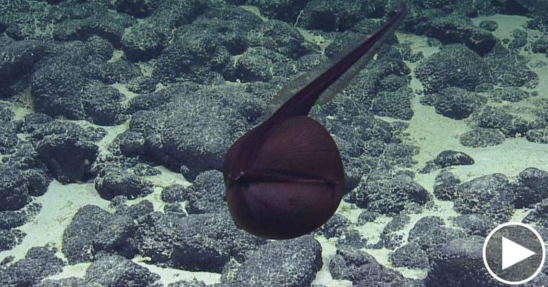 Rare Gulper Eel Sighted in All Its Shapeshifting Glory » TwistedSifter
