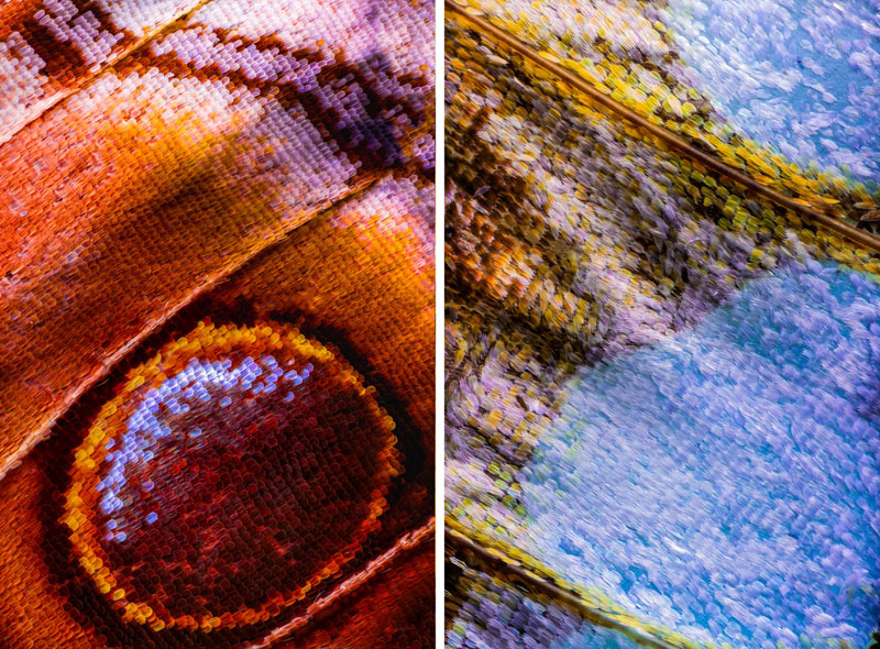 Extreme Close-Ups of Butterfly Wings by Chris Perani » TwistedSifter