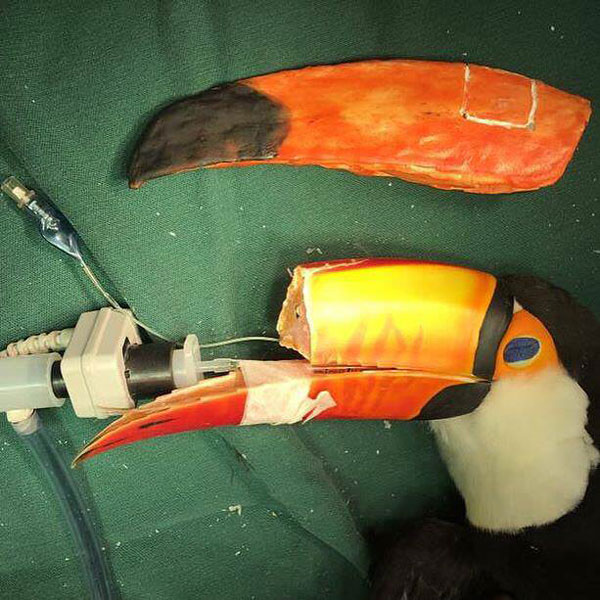 Vet 3D Prints New Beak for Injured Toucan » TwistedSifter