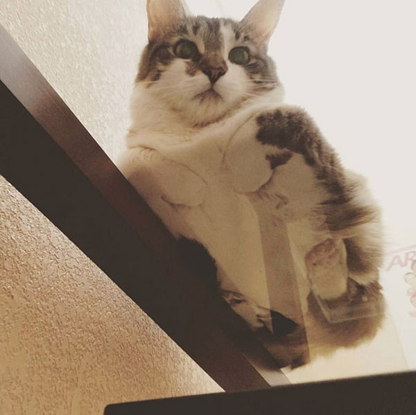 21 Photos of Cats Sitting on Glass Tables, Please Disregard » TwistedSifter