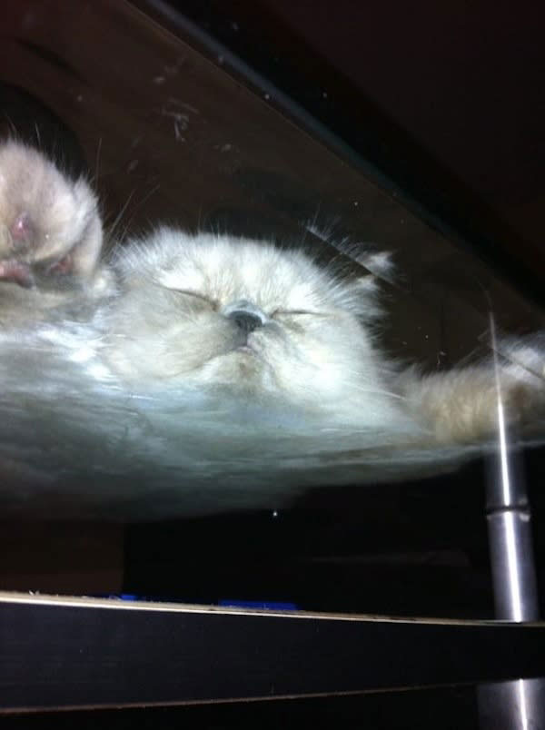 21 Photos of Cats Sitting on Glass Tables, Please Disregard - TwistedSifter