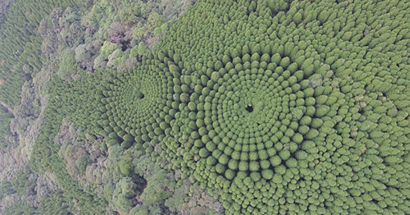 In 1973 Japan Planted an Experimental Forest, Today It Looks like This ...