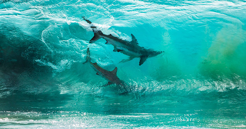 Photographer Captures Two Sharks Swimming Through a Cresting Wave ...