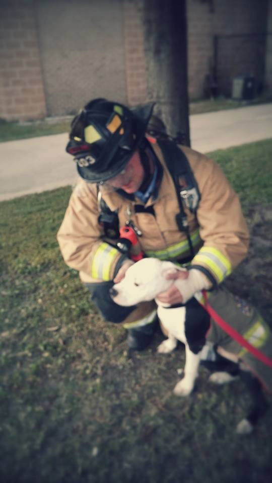 Jake, the Puppy Saved From a Fire, that Went On To Become a Firefighter ...