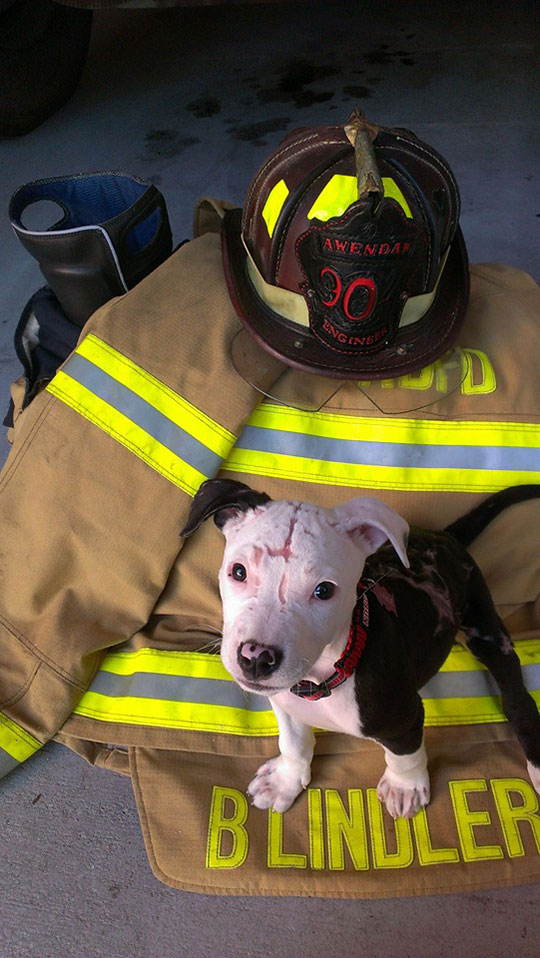 Jake, the Puppy Saved From a Fire, that Went On To Become a Firefighter ...