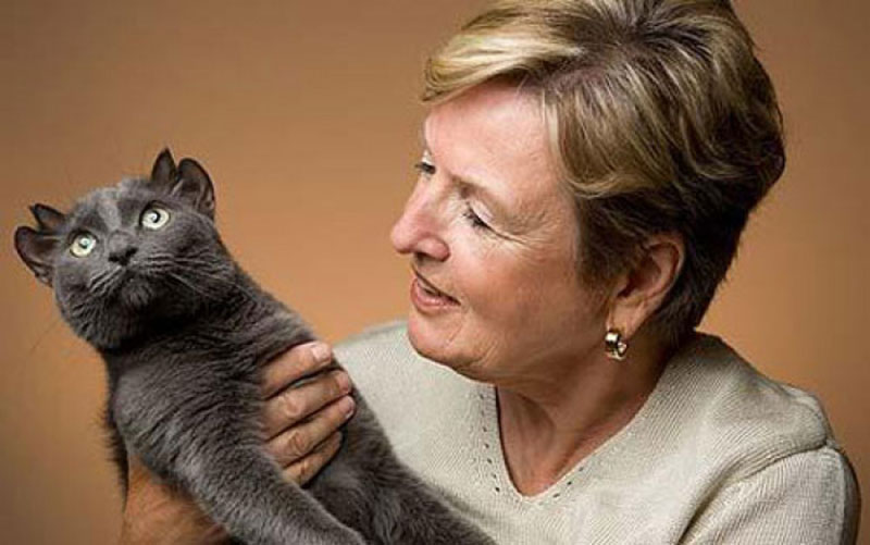 A Rare Cat Born With Four Ears; Yoda His Name Is » TwistedSifter