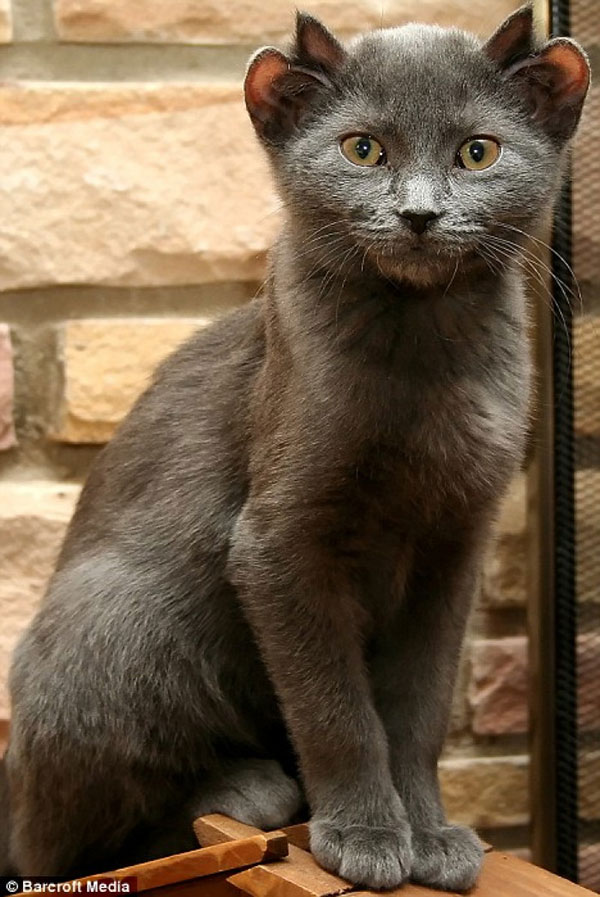 A Rare Cat Born With Four Ears; Yoda His Name Is » TwistedSifter