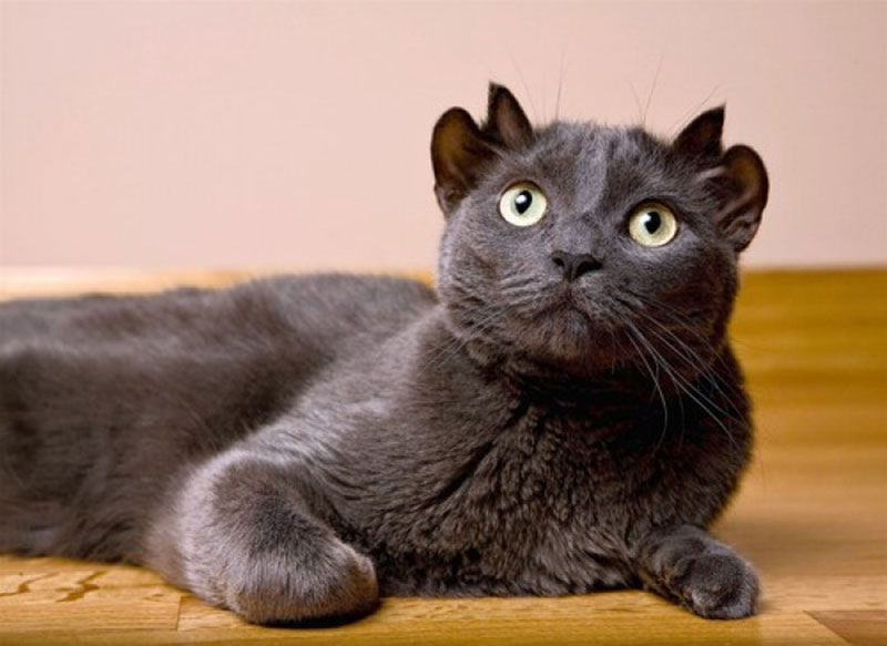 A Rare Cat Born With Four Ears; Yoda His Name Is - TwistedSifter