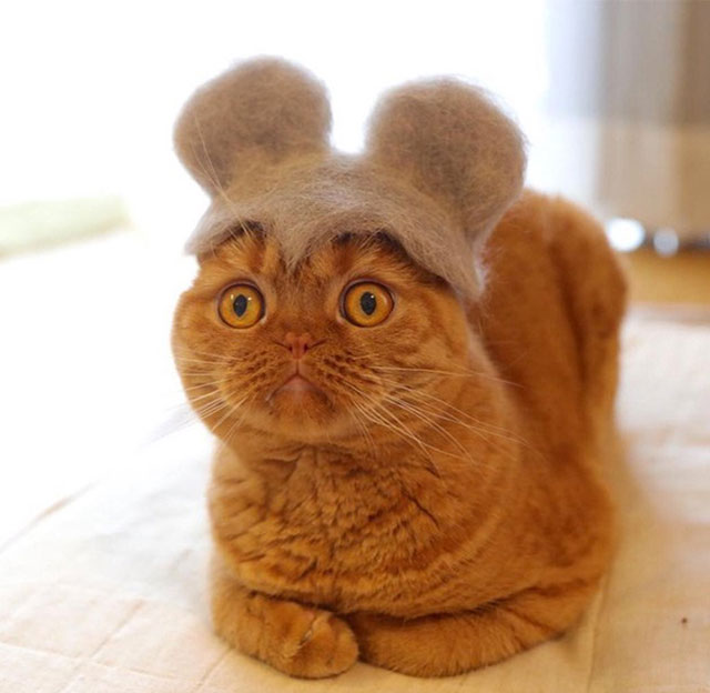 These Artists Turn Their Cats' Shedded Fur Into Tiny Cat Hats ...
