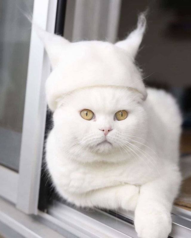 These Artists Turn Their Cats' Shedded Fur Into Tiny Cat Hats ...