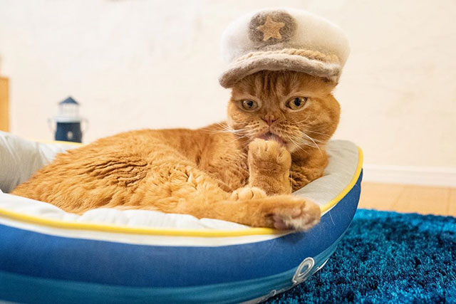 These Artists Turn Their Cats' Shedded Fur Into Tiny Cat Hats ...