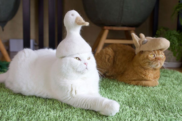 These Artists Turn Their Cats' Shedded Fur Into Tiny Cat Hats ...