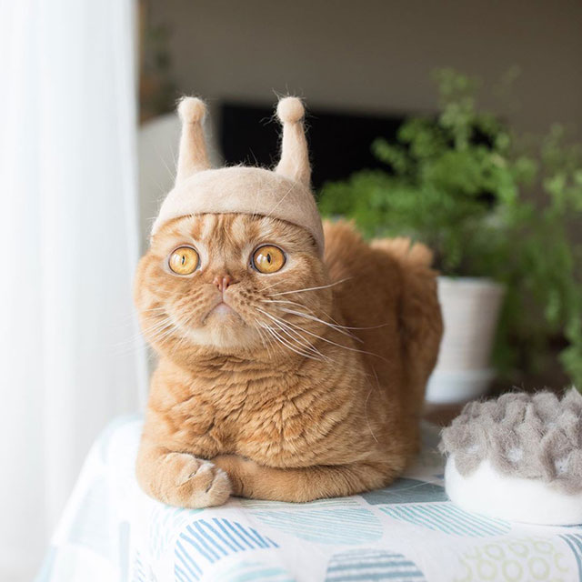 These Artists Turn Their Cats' Shedded Fur Into Tiny Cat Hats ...