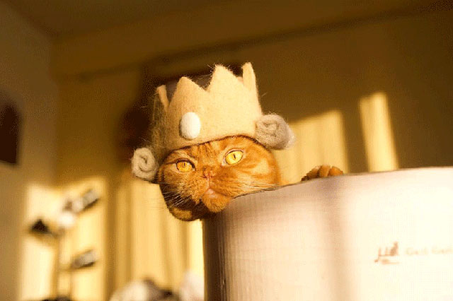 These Artists Turn Their Cats' Shedded Fur Into Tiny Cat Hats ...