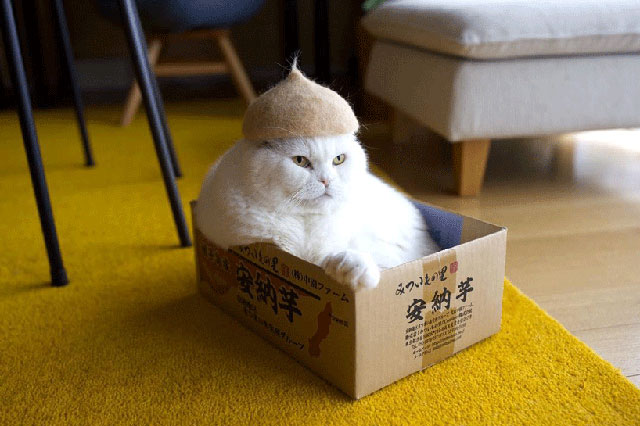 These Artists Turn Their Cats' Shedded Fur Into Tiny Cat Hats ...